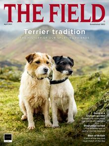 The Field Magazine - issue 11/2021