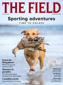 The Field Magazine - issue 11/2021